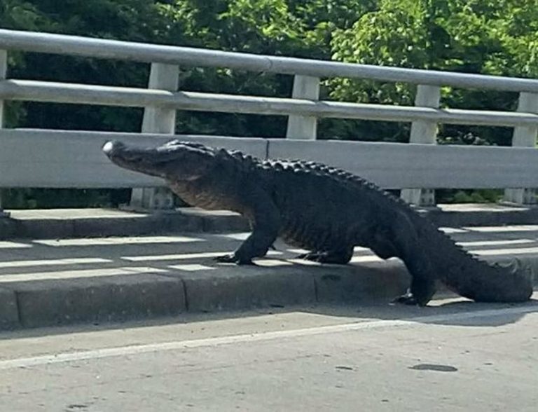 Enorme caimán se pasea por las calles de Carolina del Norte