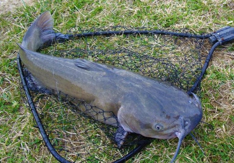 Medios oficialistas en Cuba difunden variadas recetas para cocinar la ...