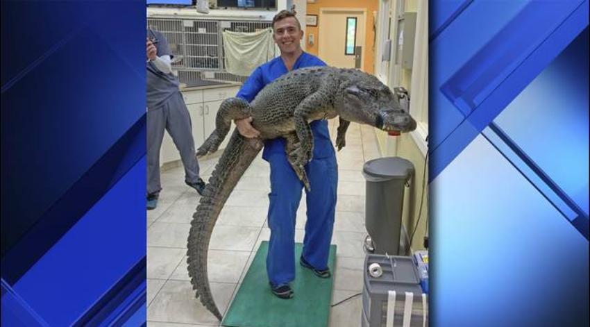 Enorme caimán del sur de Florida recibe tratamiento