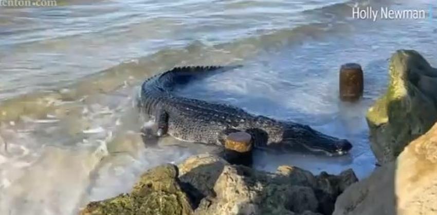 Enorme caimán sorprende a todos en la playa de Anna Maria Island en Florida